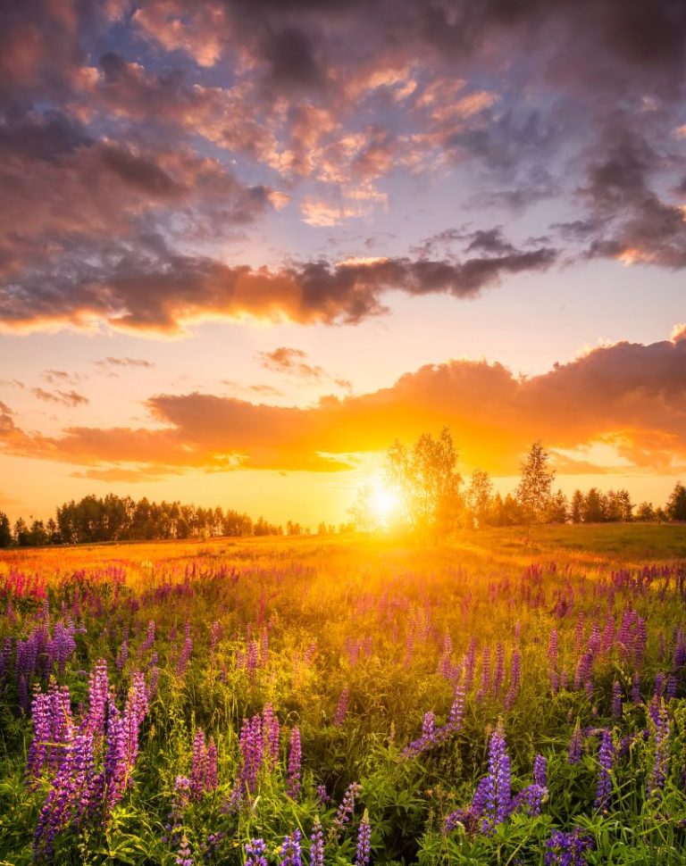 The Essence of Generosity: A Path to Emotional Wellbeing and Personal ...